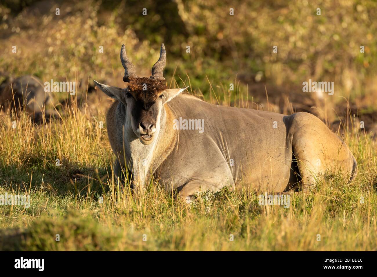 Common Eland (Tragelaphus oryx) male resting on the savannah in Mara ...