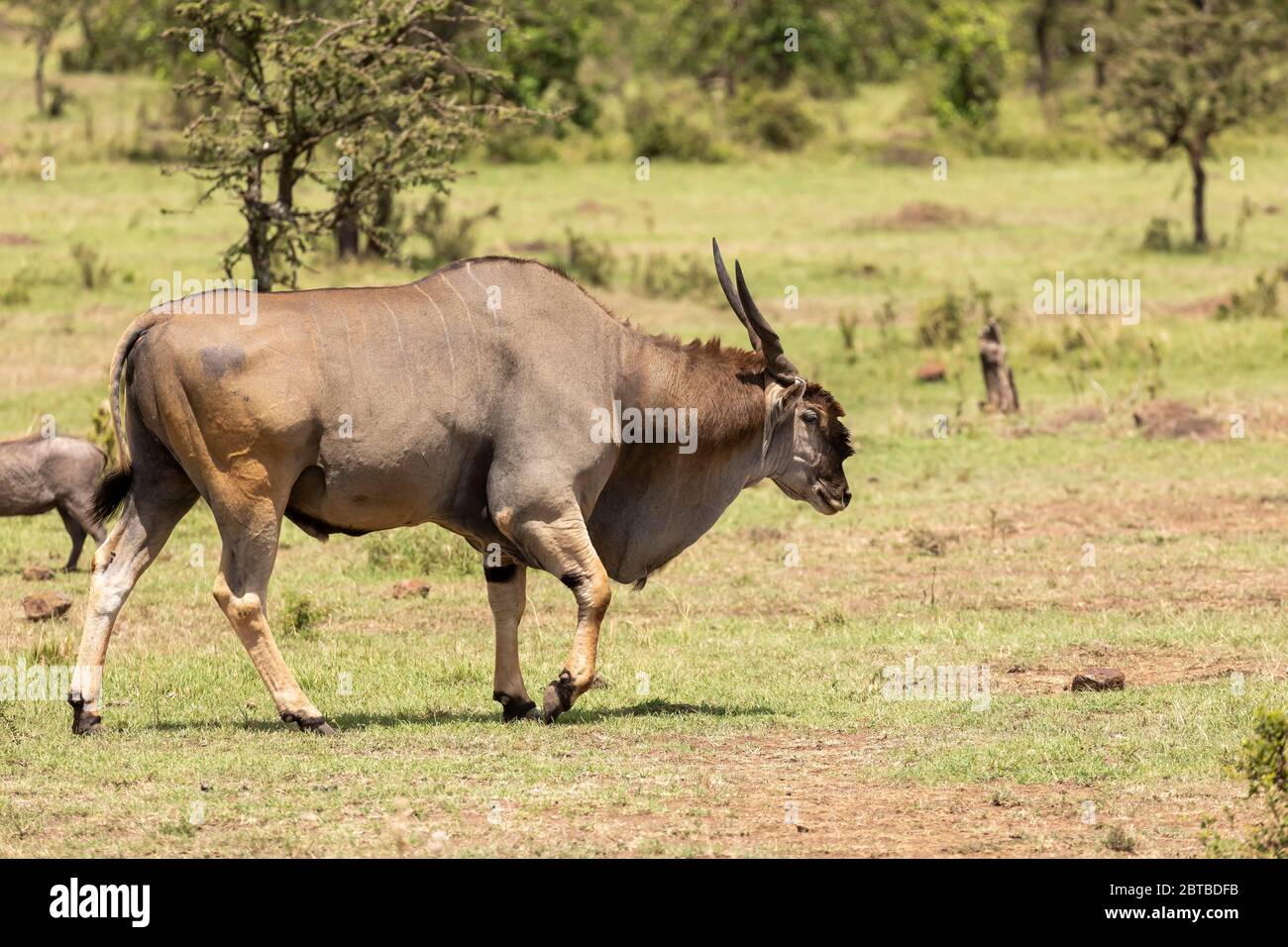 Common Eland (Tragelaphus oryx) male walking on the savannah in Mara ...