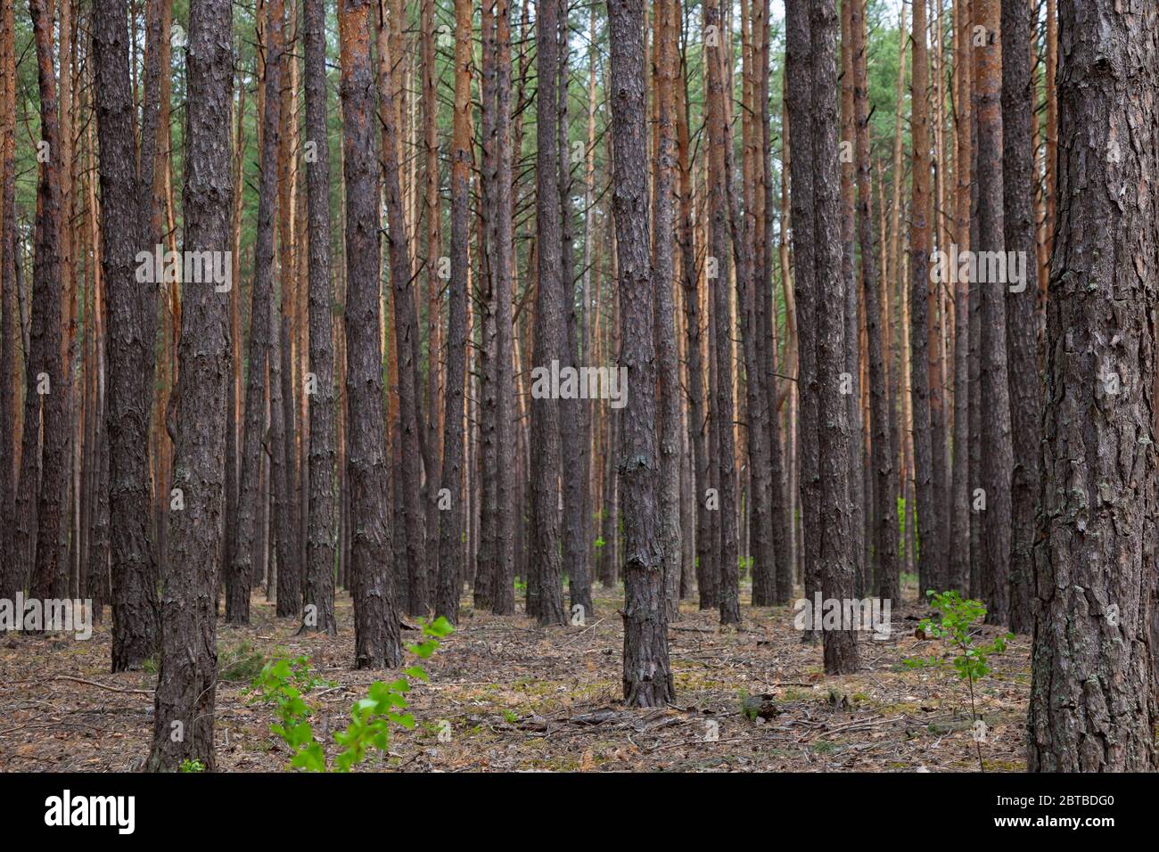 Dense pine forest. Trunks of ship pines. Tall conifers. Forest of ...