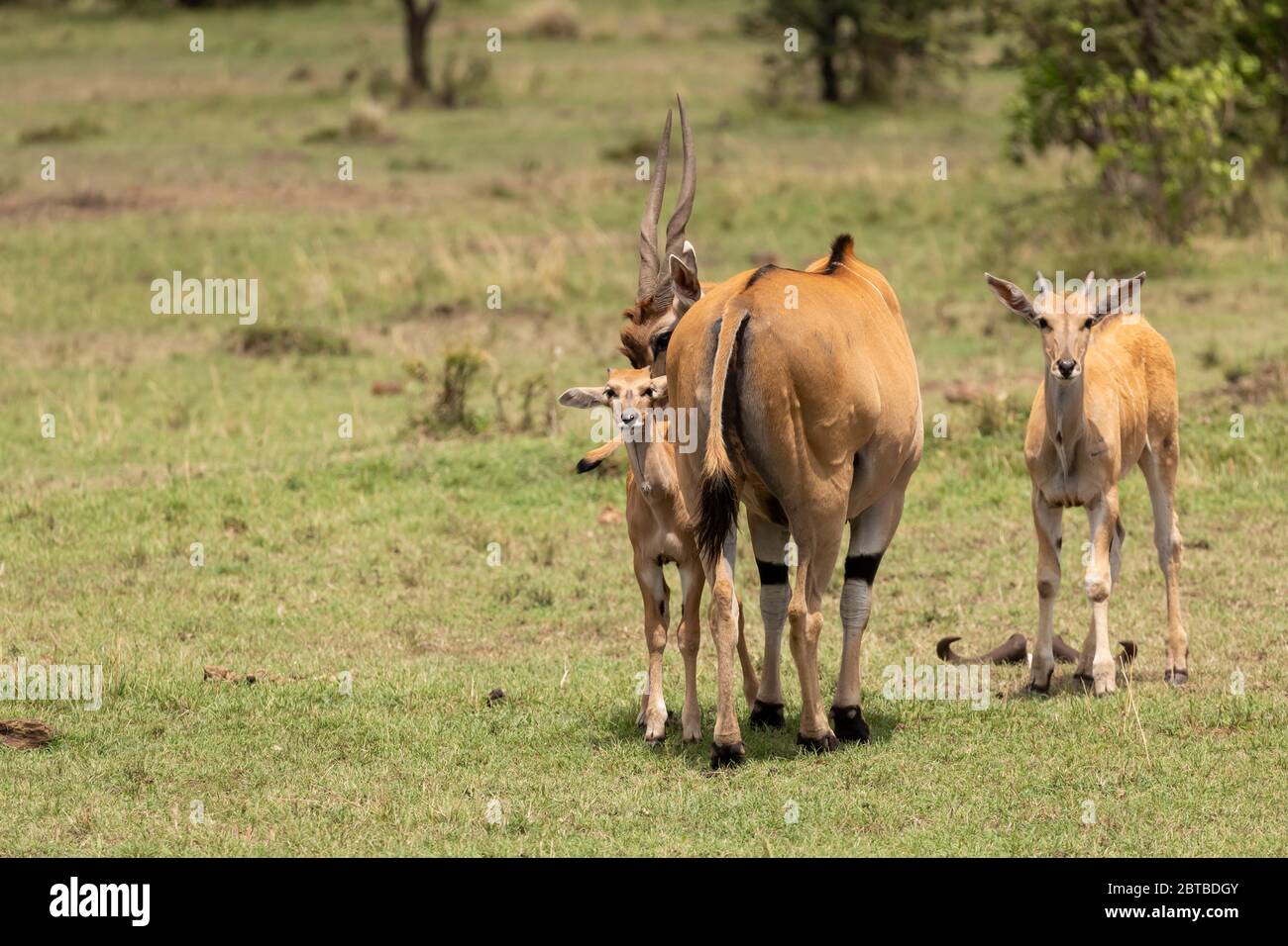 Common Eland (Tragelaphus oryx) calves on the savannah in Mara North ...