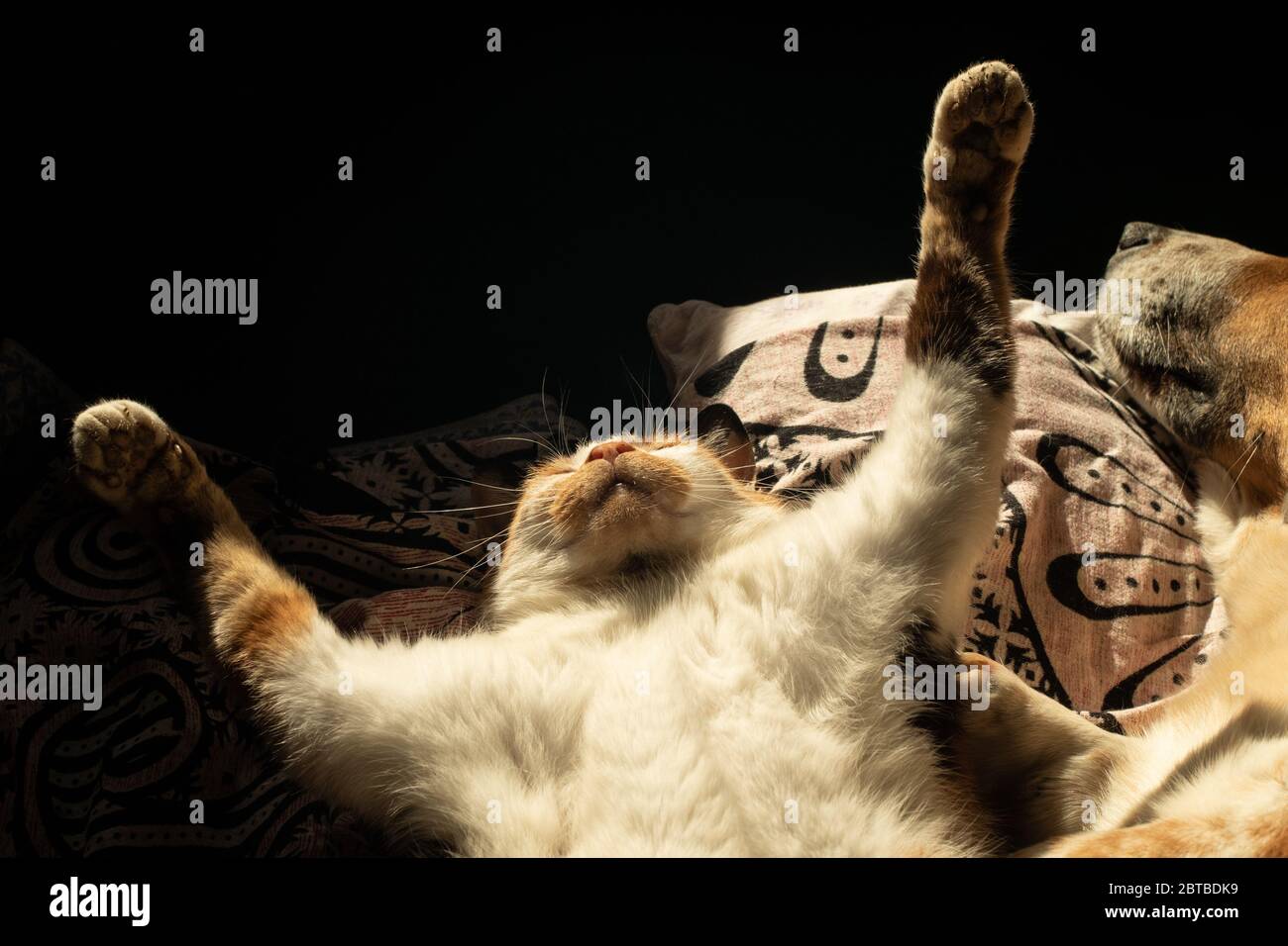 Cute cat stretches in bed Stock Photo - Alamy