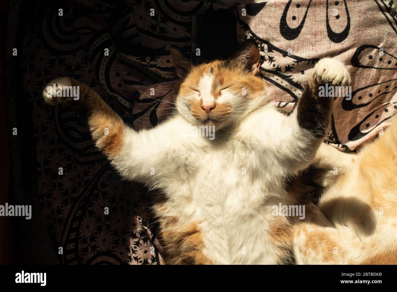 Cute cat stretches in bed Stock Photo - Alamy