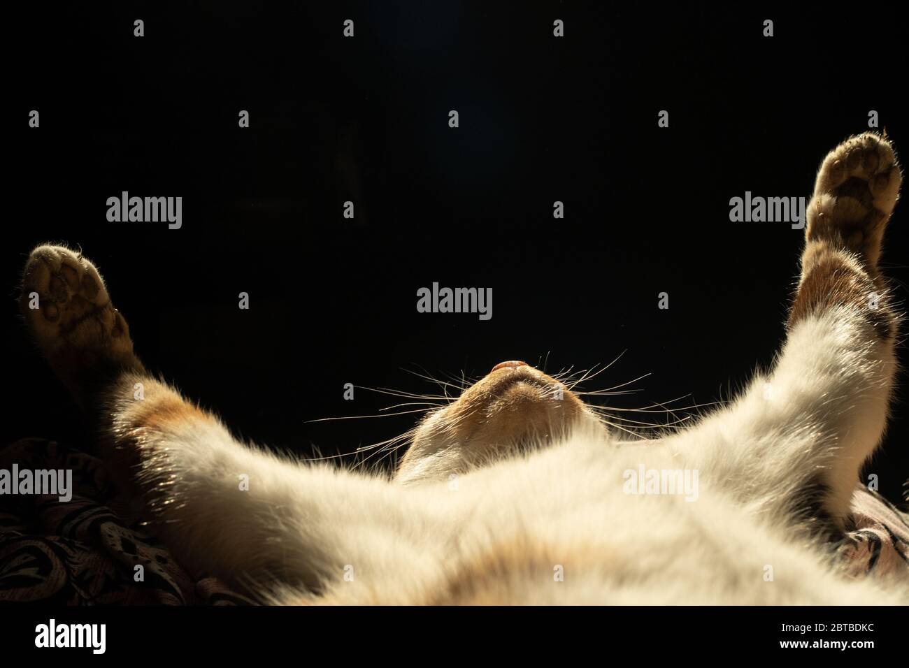 Cute cat stretches in bed Stock Photo - Alamy
