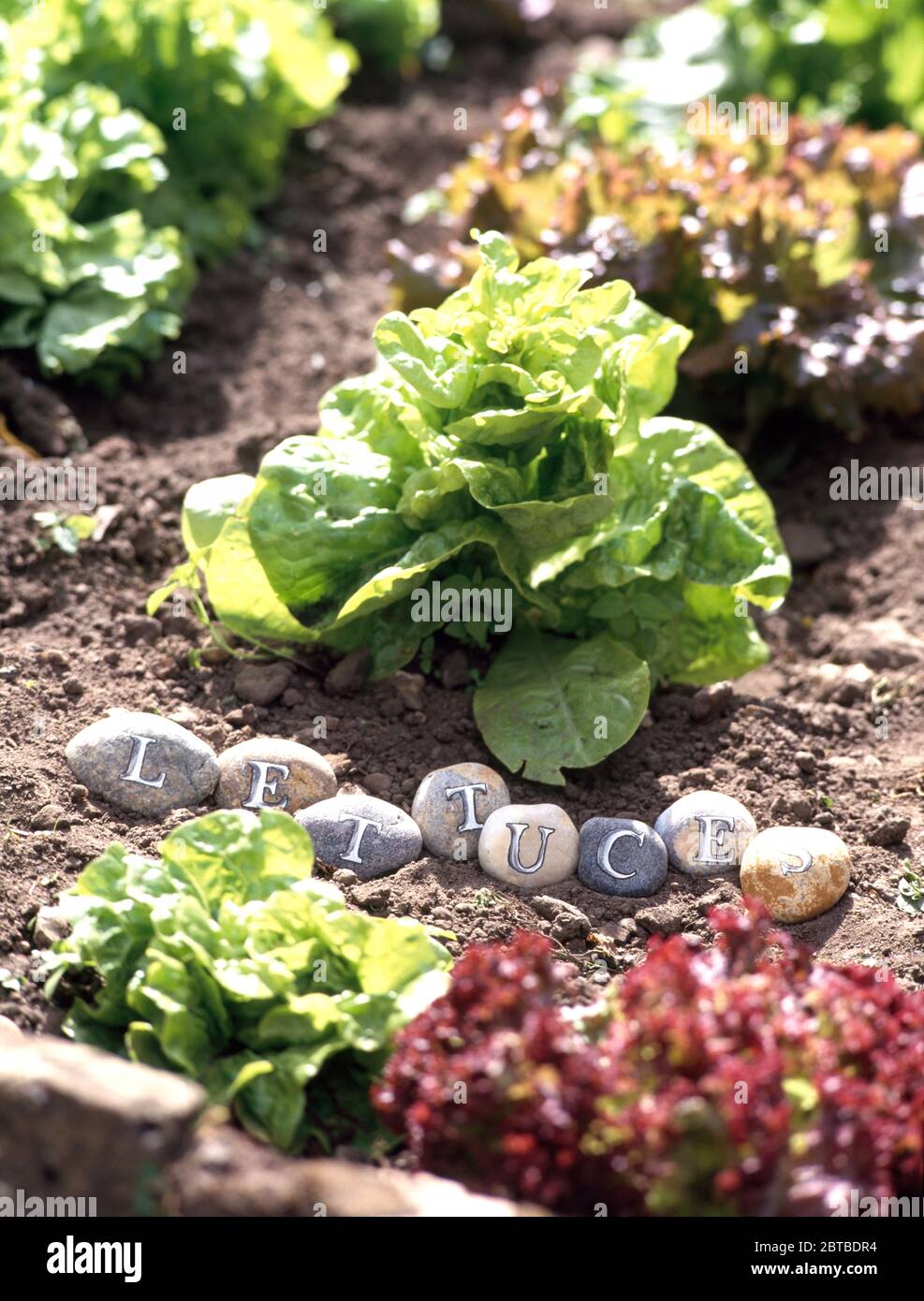 Pebble plant markers with row of lettuces Stock Photo - Alamy