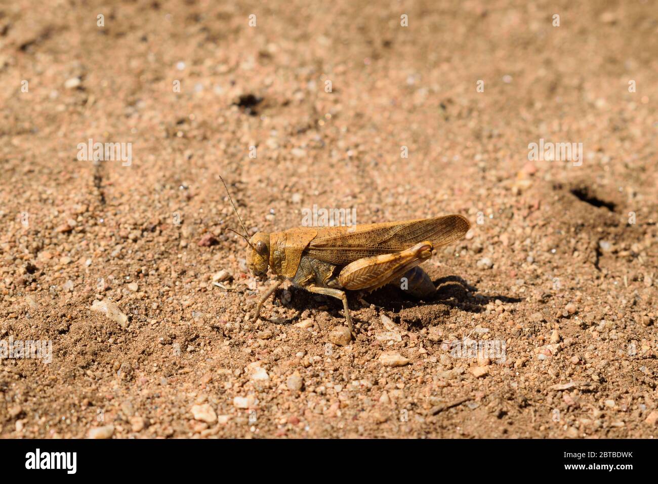 A Sandy Coloured Locust Lays Its Eggs Into the Sand on Olkhon Island ...