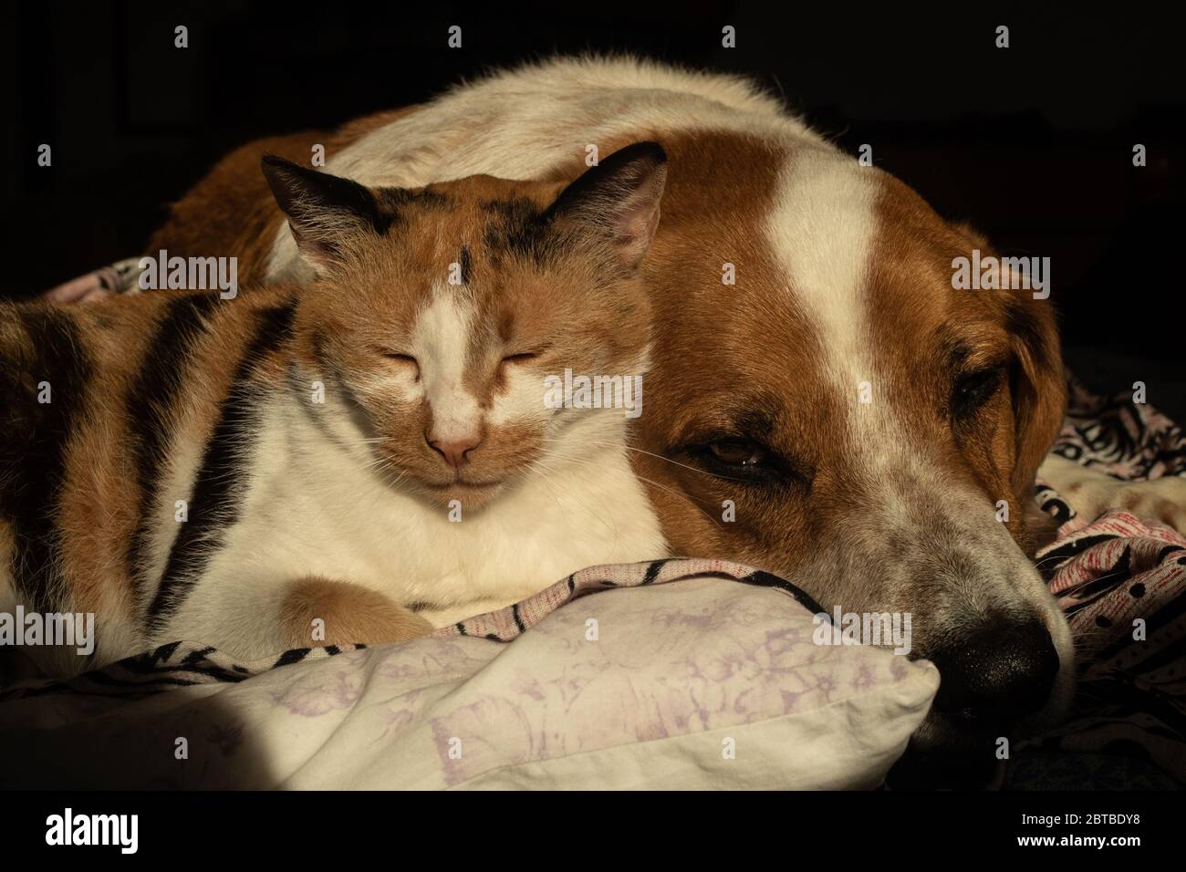 Cute dog and cat are chilling together in bed Stock Photo - Alamy