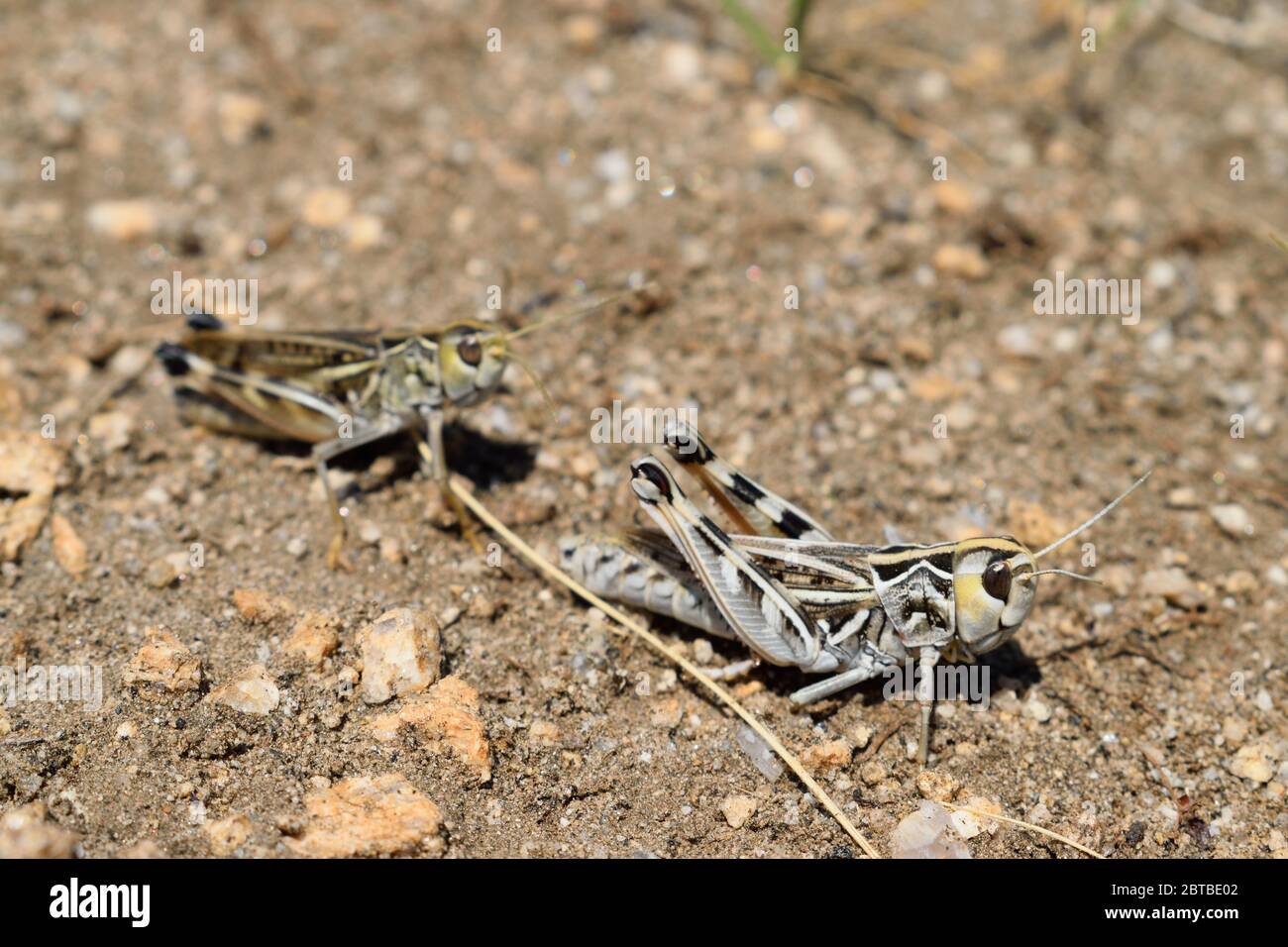 Two Locusts on Olkhon Island, Lake Baikal, Russia Stock Photo - Alamy
