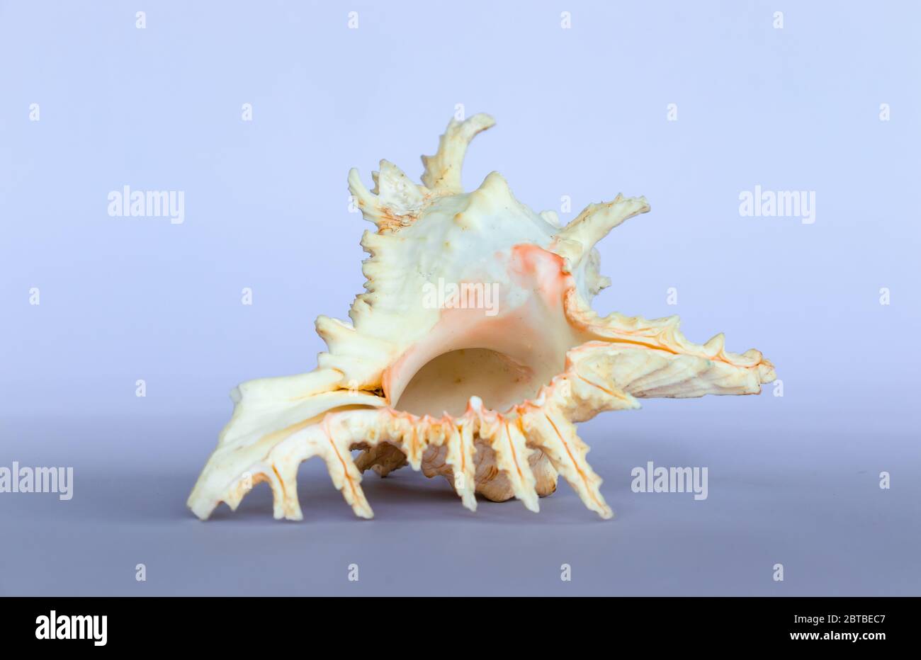 Ramose Murex Shell upside down view on a neutral background Stock Photo ...