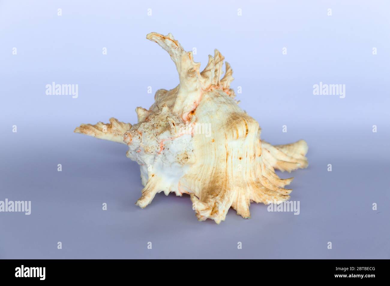 Murex mollusc shell hi-res stock photography and images - Alamy