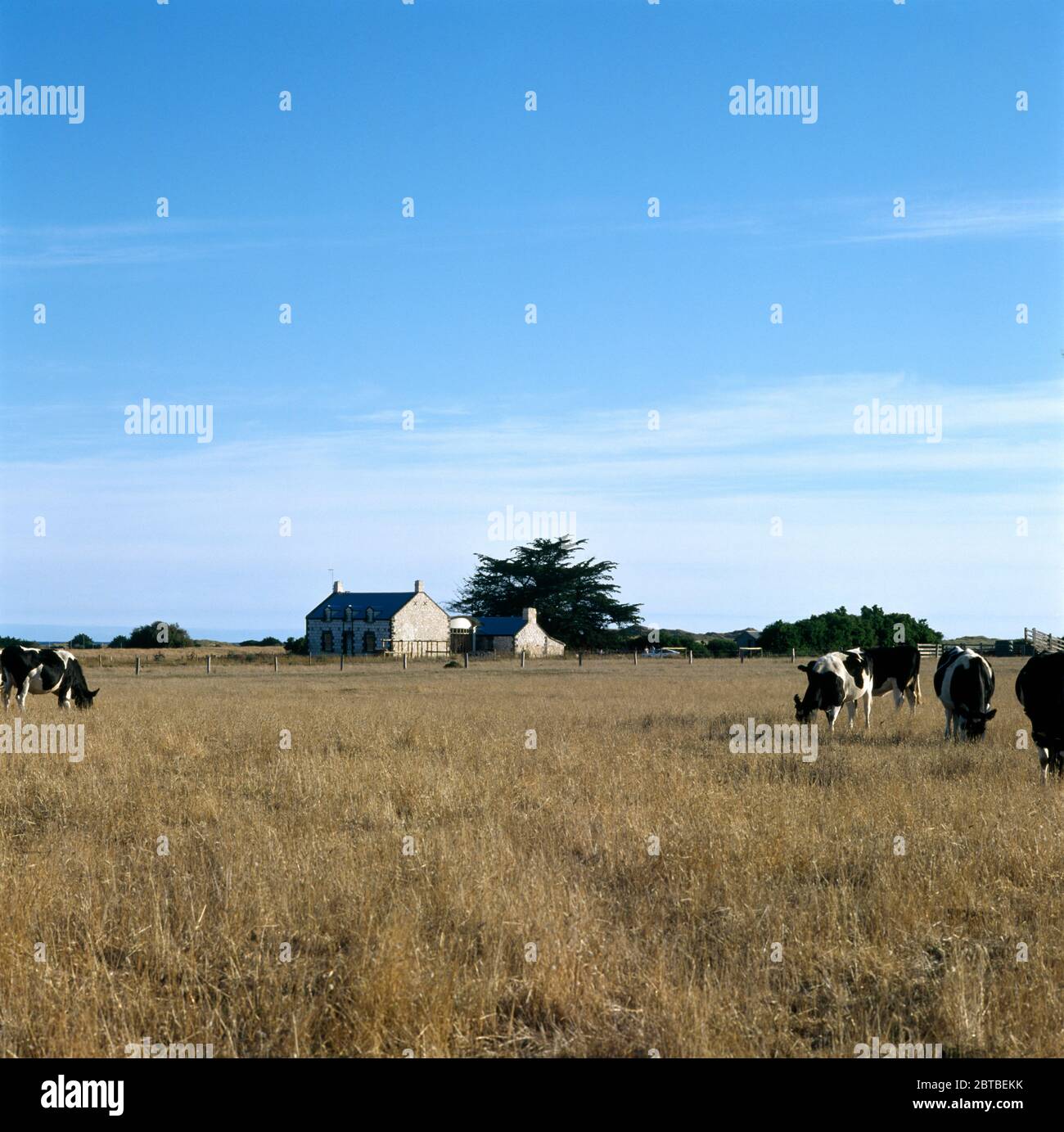 Cattle grazing in fields in front of an Australian homestead Stock ...