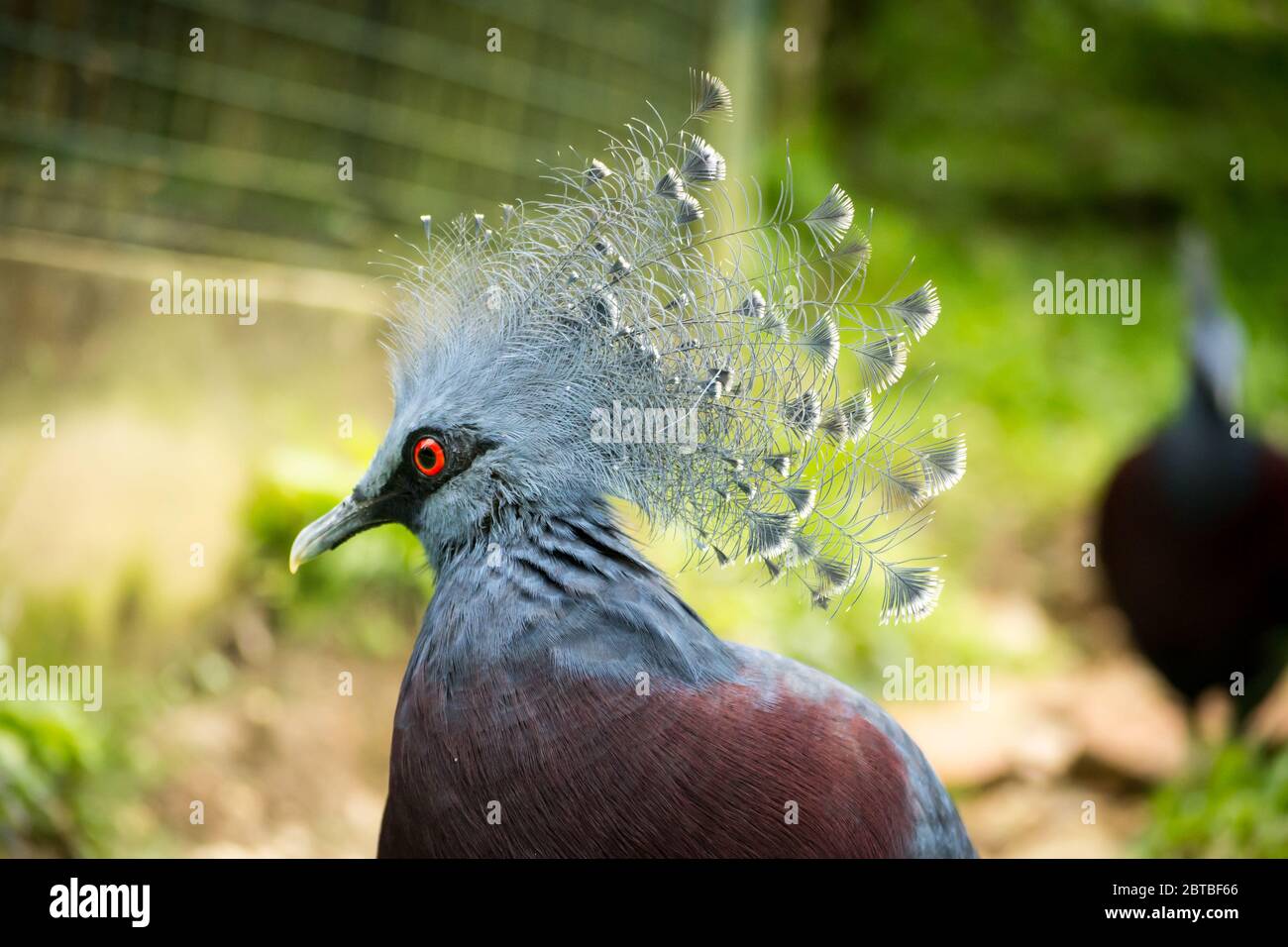 A beautiful Victoria Crowned Pigeon (Goura victoria) in a tropical ...