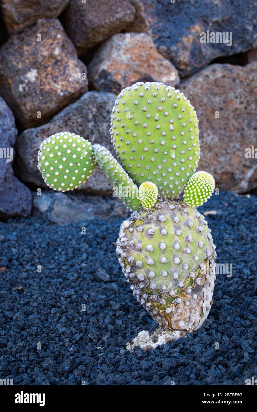 Botany cactaceae angels wings hi-res stock photography and images - Alamy