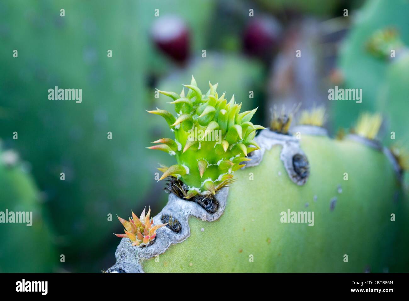 Baby growth hi-res stock photography and images - Alamy