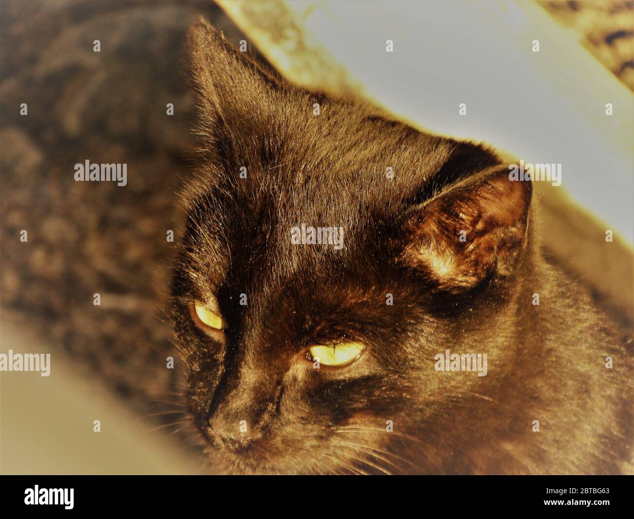 Green eyes black cat in backlight Stock Photo - Alamy