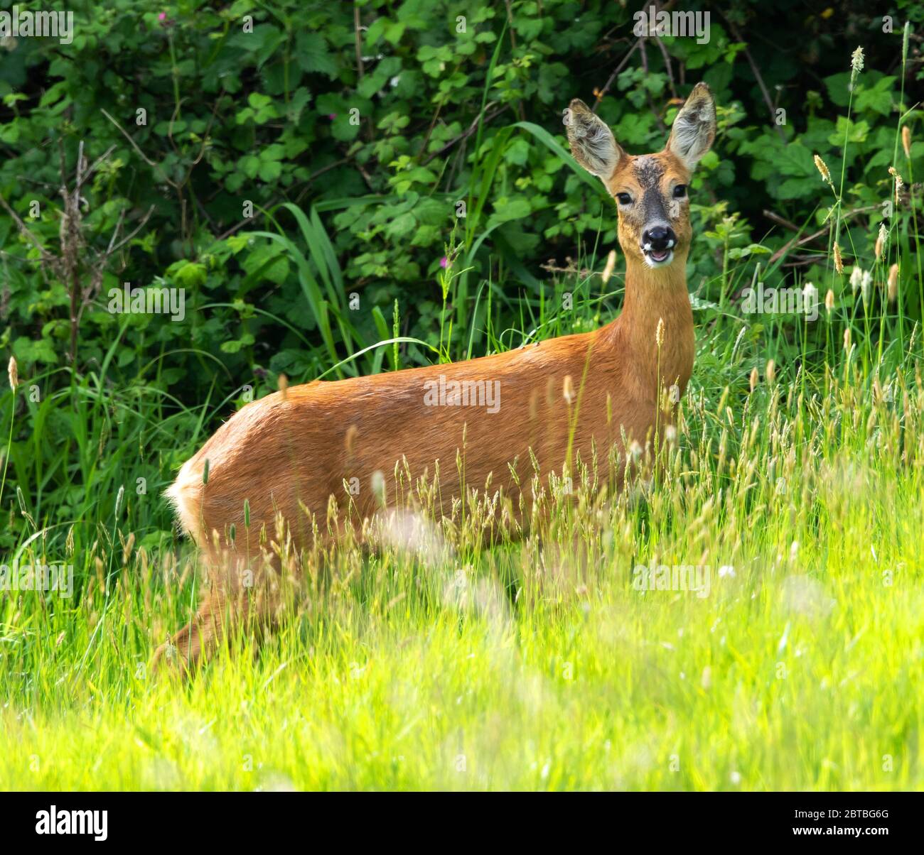 Peaceful Roe Deer doe in the long grass Stock Photo - Alamy