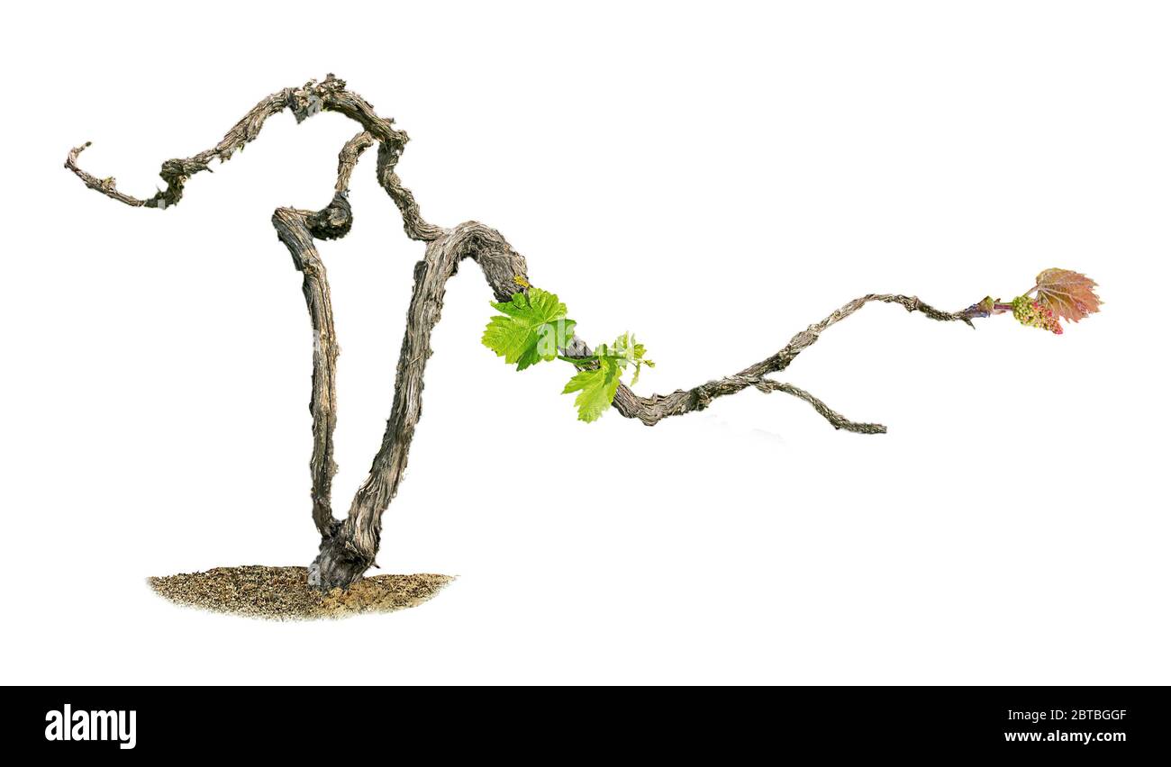 Grape vine isolated on white background Stock Photo - Alamy
