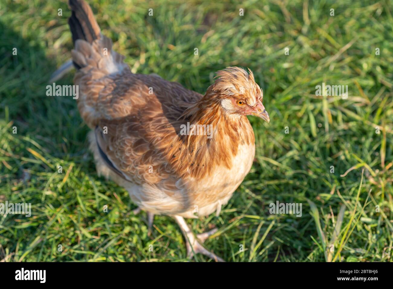 Austrian Sulmtaler breeds chicken photographed from above Stock Photo ...