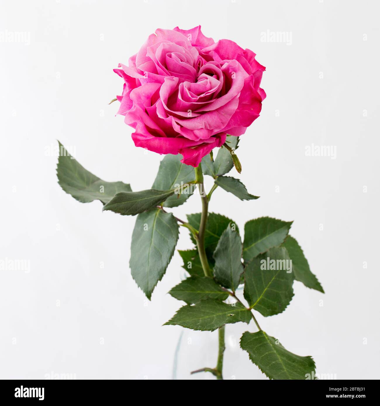 One pink rose on a white background. Copy space Stock Photo - Alamy