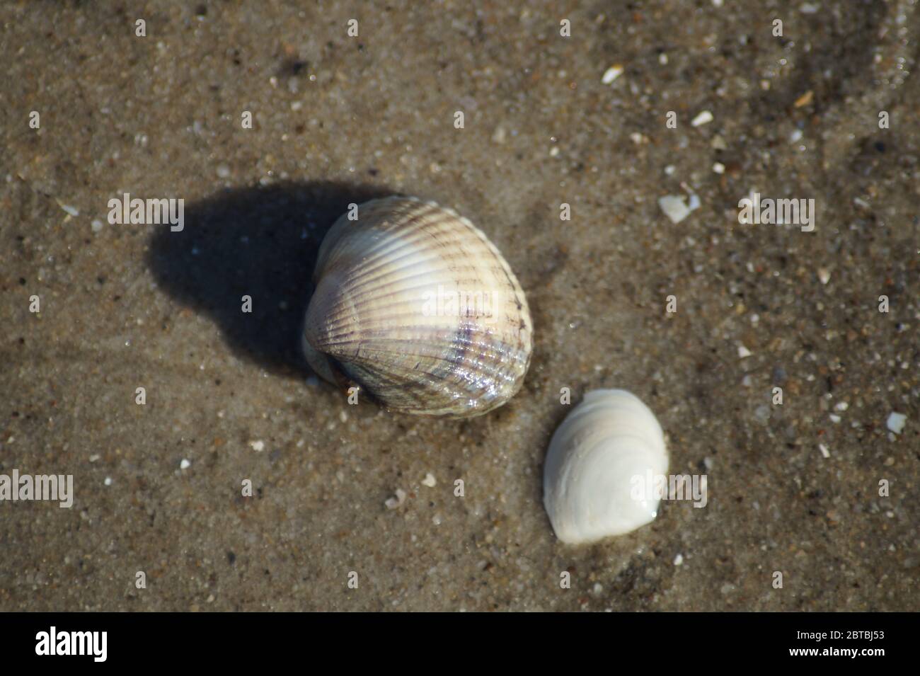 Conch muscheln hi-res stock photography and images - Alamy
