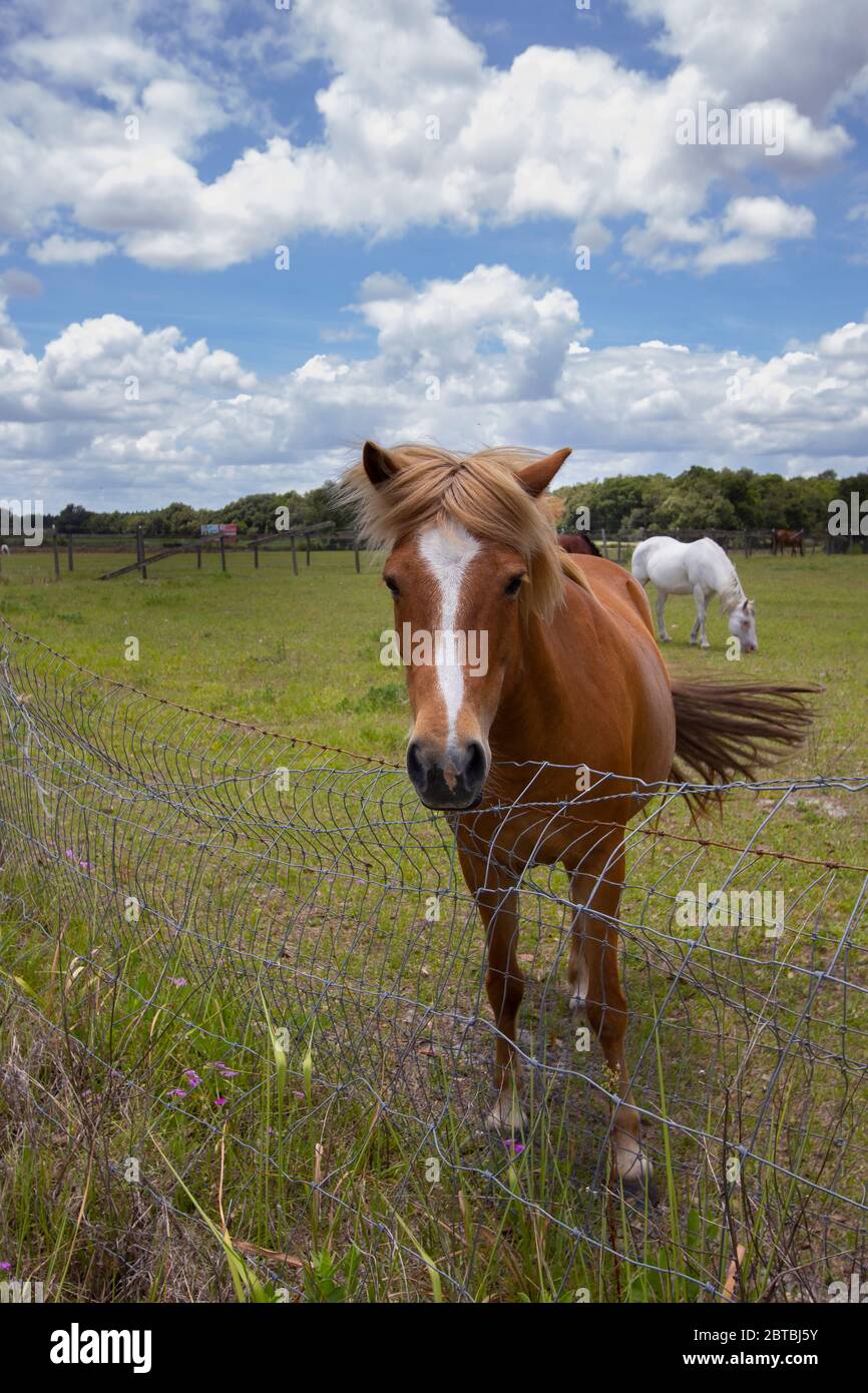 Horses on a ranch in north central Florida Stock Photo - Alamy