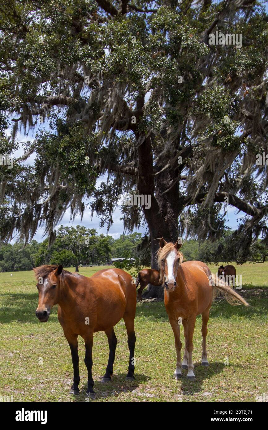 Citrus ranch hi-res stock photography and images - Alamy