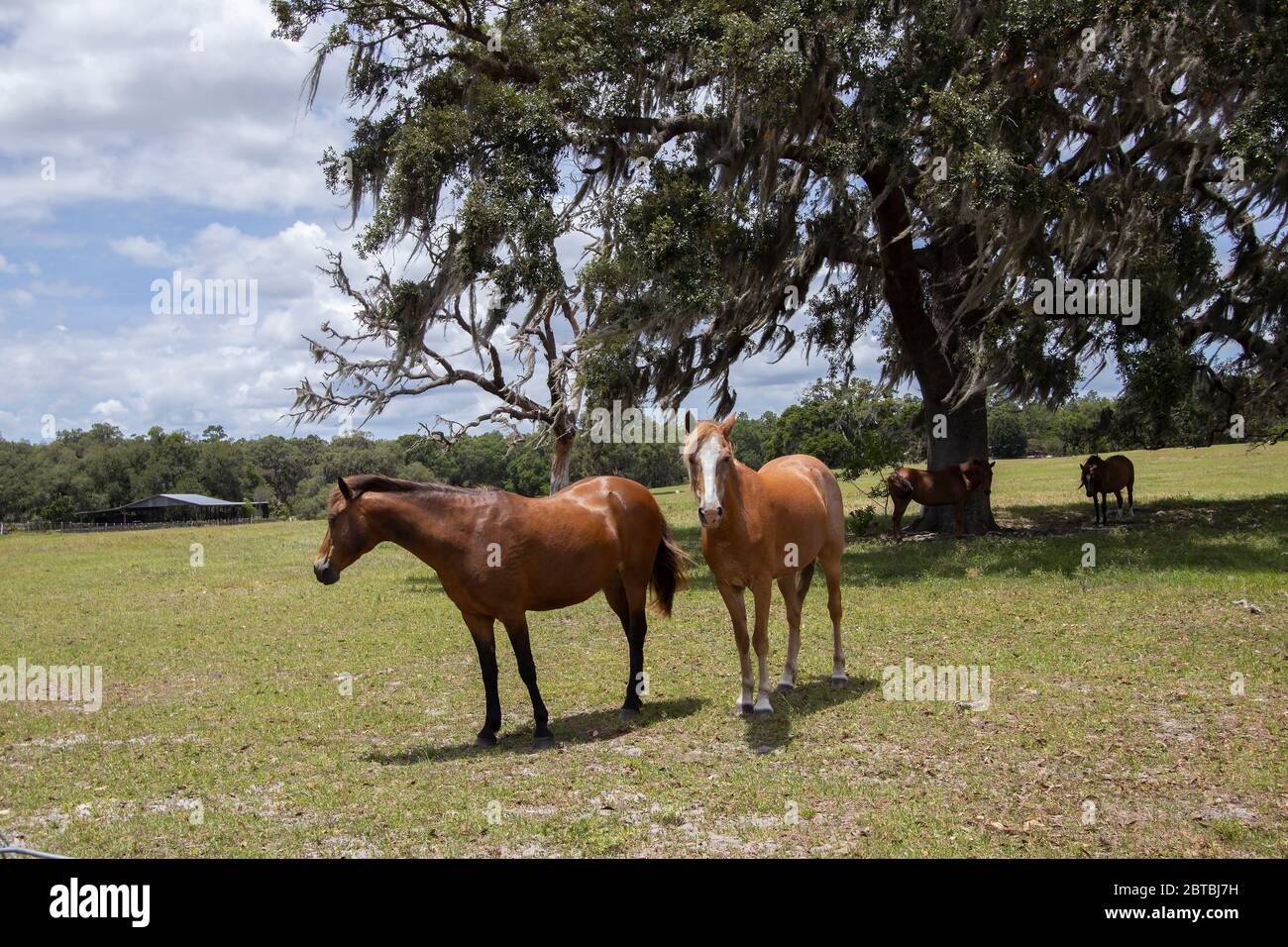 Central florida farming hi-res stock photography and images - Alamy