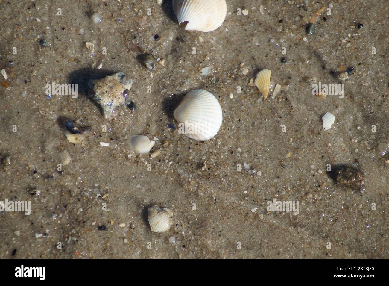 Muscheln am nordseestrand hi-res stock photography and images - Alamy