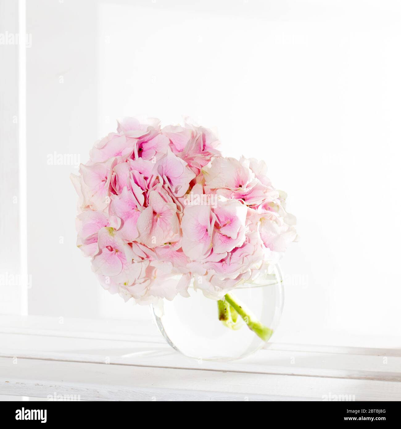 Ball-shaped pink hydrangea in a round glass vase for a greeting card on ...