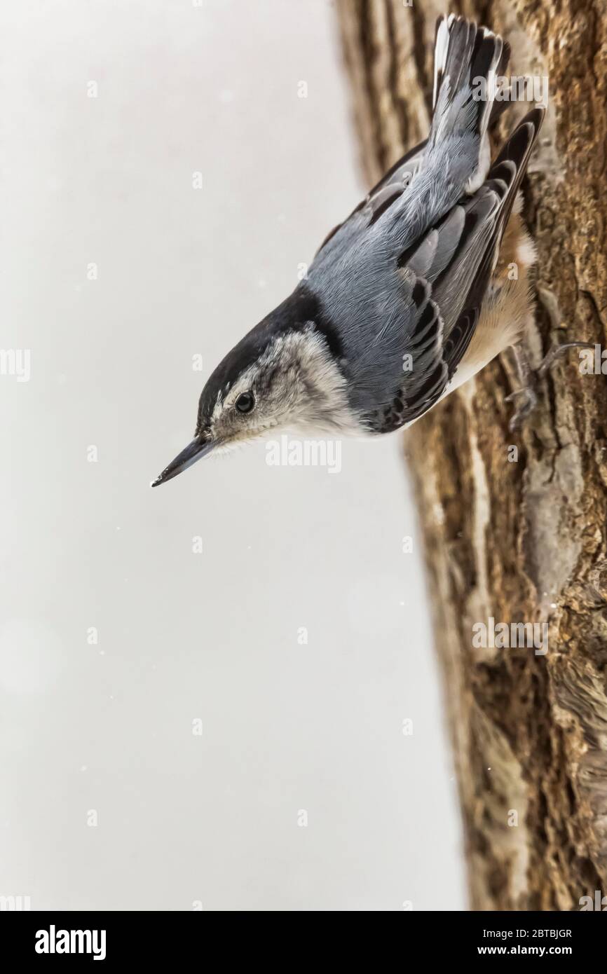 White-breasted Nuthatch, Sitta carolinensis, at a feeding station ...