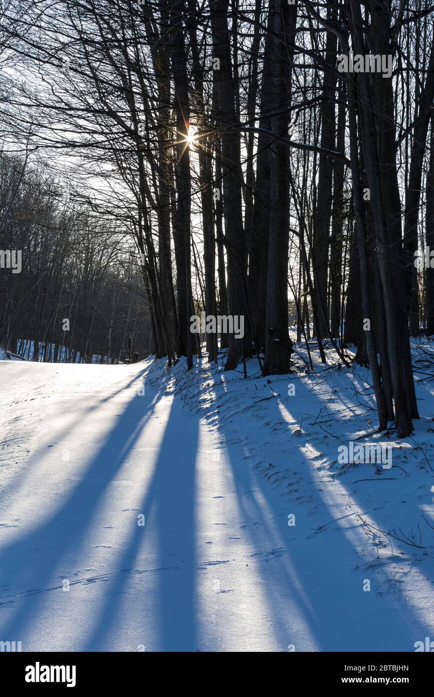 Stark shadows of trees hi-res stock photography and images - Alamy