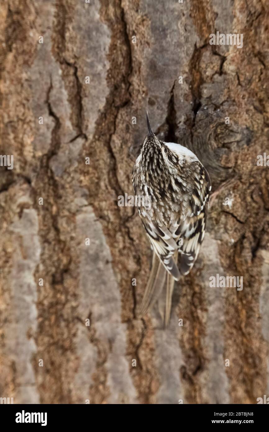 Oak spiders hi-res stock photography and images - Alamy