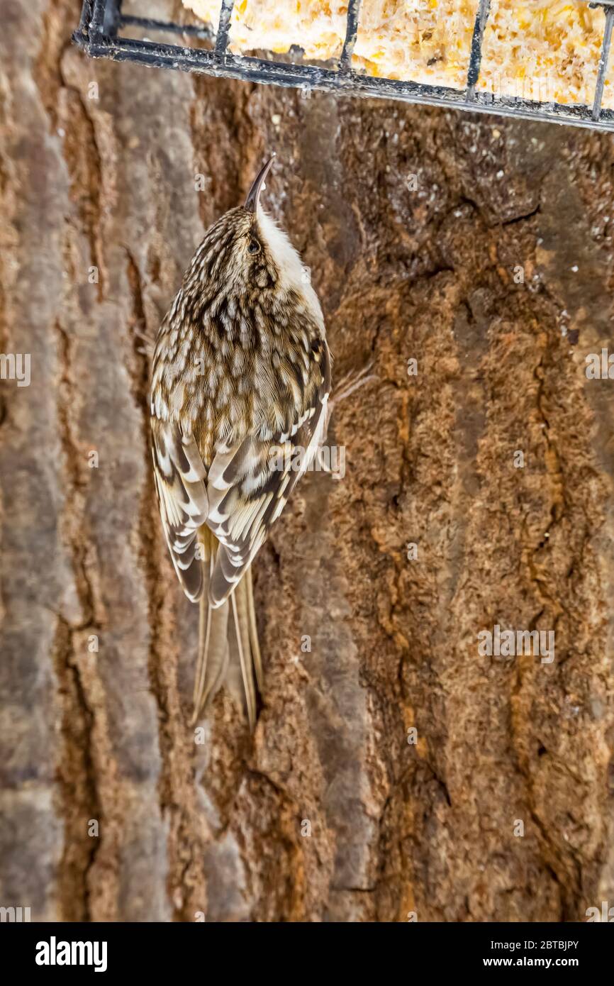 Oak spiders hi-res stock photography and images - Alamy