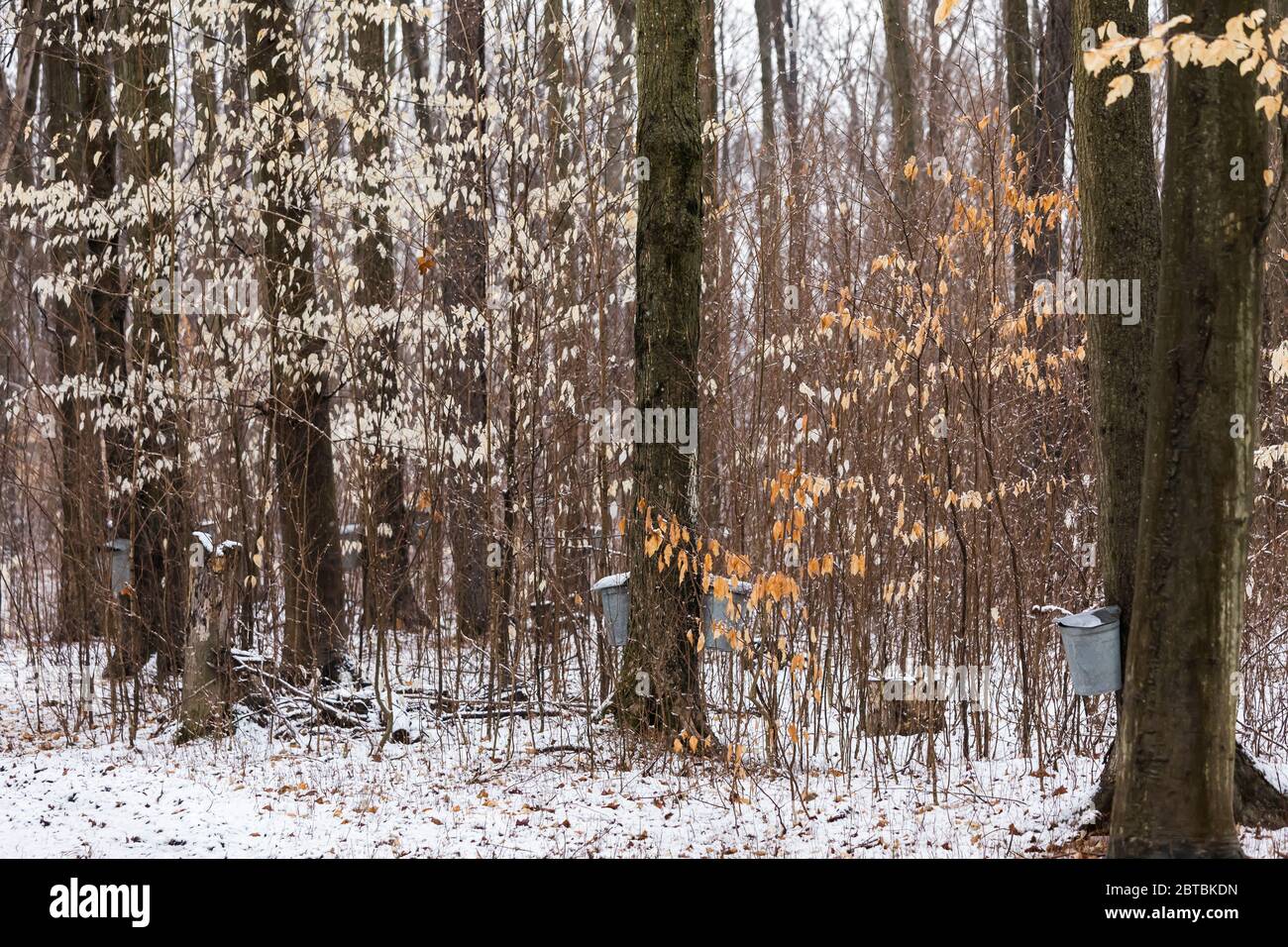 Collecting Sugar Maple, Acer saccharum, sap in traditional galvanized ...