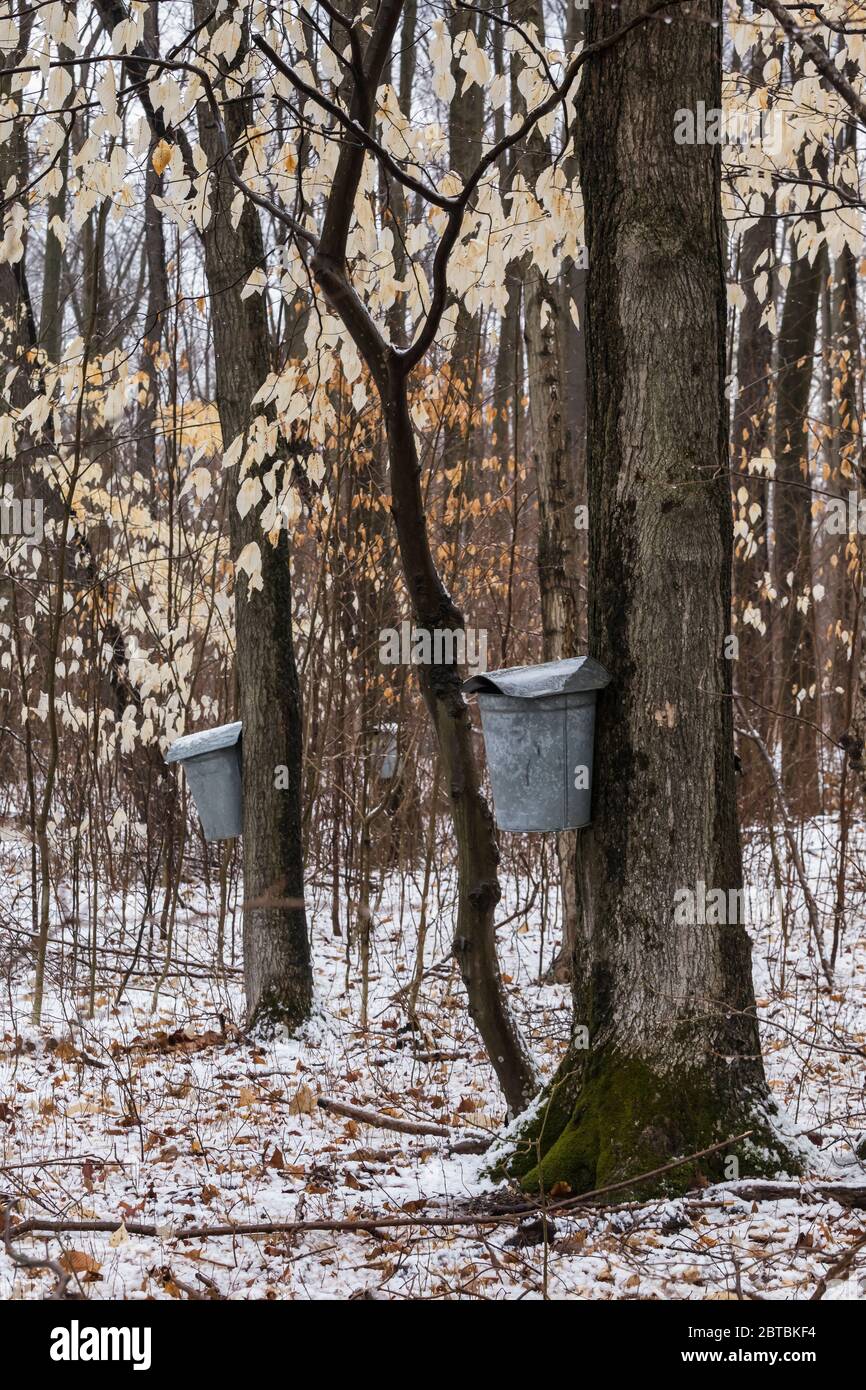 Collecting Sugar Maple, Acer saccharum, sap in traditional galvanized ...