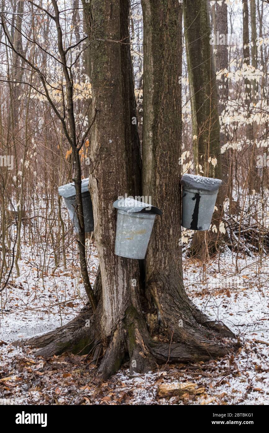 Collecting Sugar Maple, Acer saccharum, sap in traditional galvanized ...