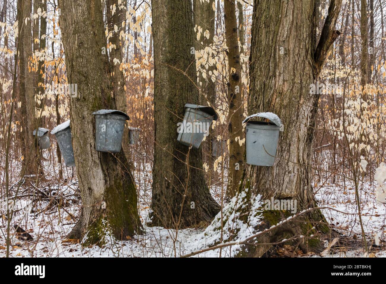 Collecting Sugar Maple, Acer saccharum, sap in traditional galvanized ...