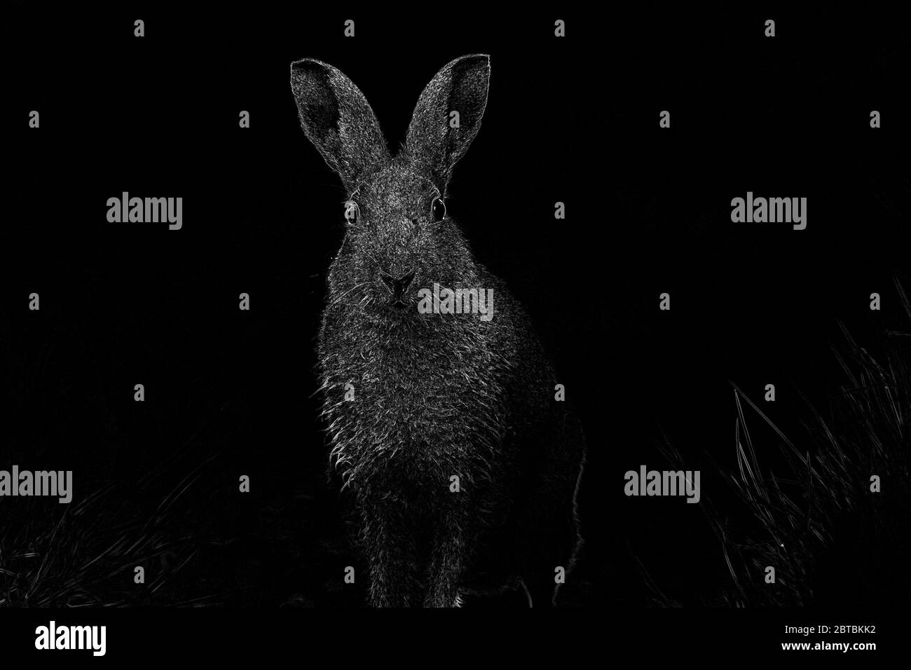 Peter rabbit Black and White Stock Photos & Images - Alamy