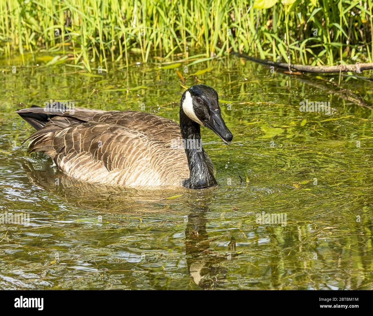 Canada goose out for a swim Stock Photo - Alamy
