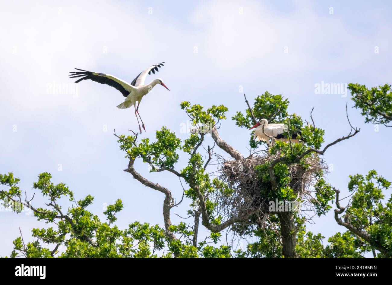 White storks knepp castle hi-res stock photography and images - Alamy