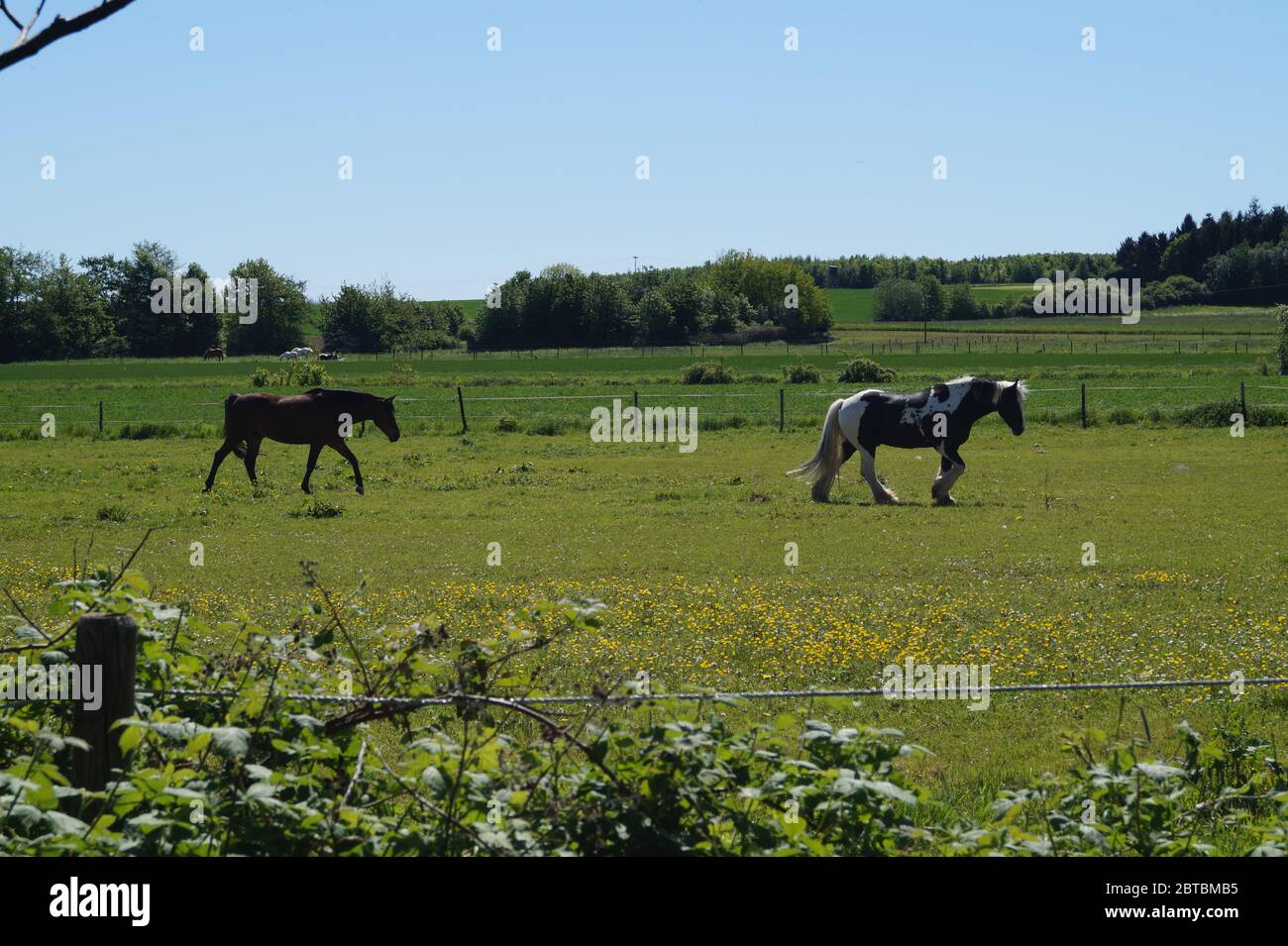 Weisse pferde hi-res stock photography and images - Alamy