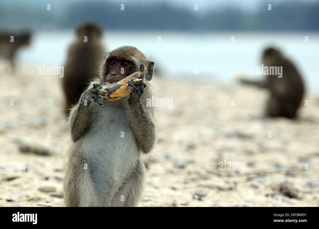 Monkey at the Beach of the Monkey island in front of the Dolphin Bay at ...