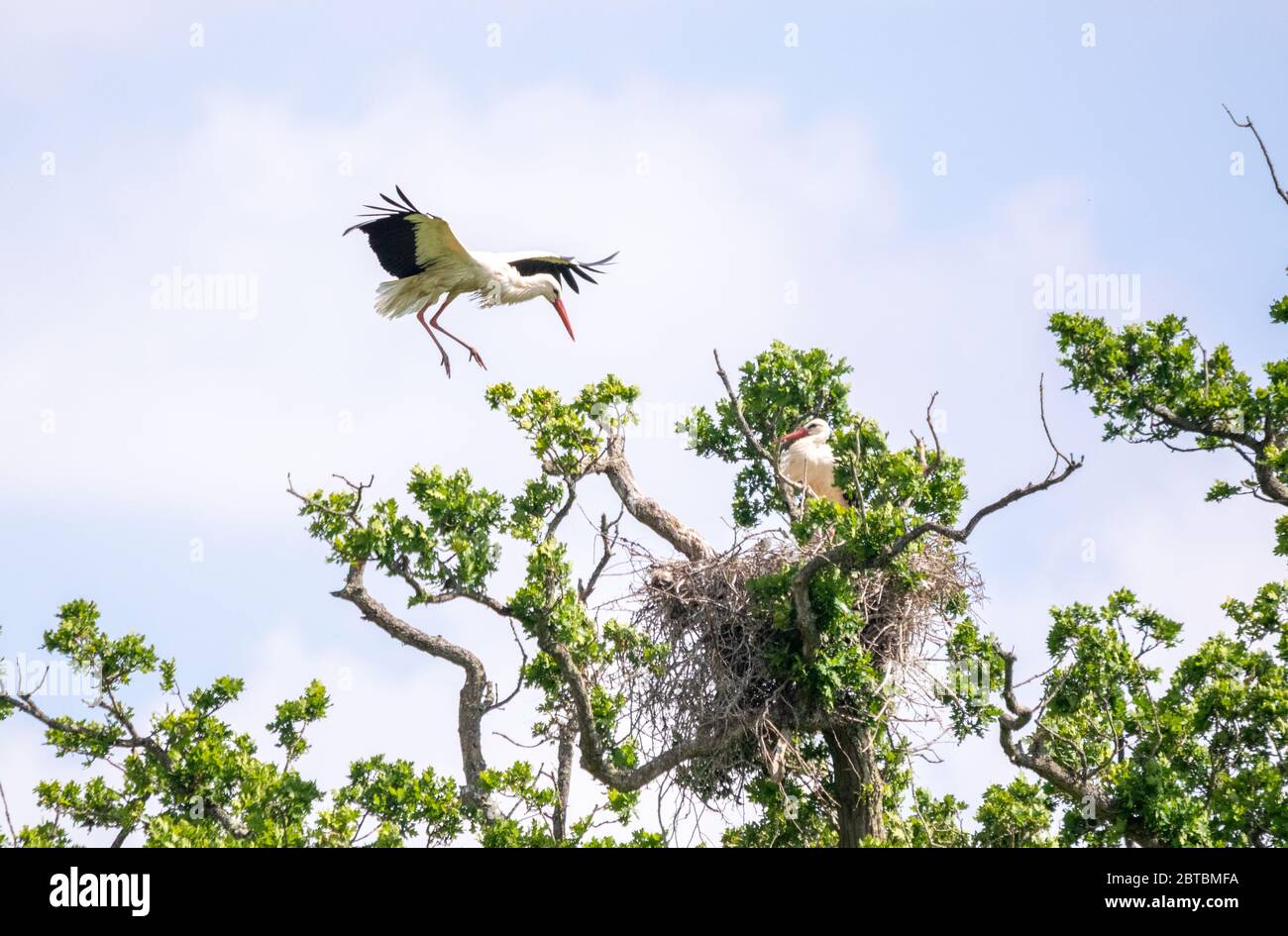 Knepp castle stork hi-res stock photography and images - Alamy