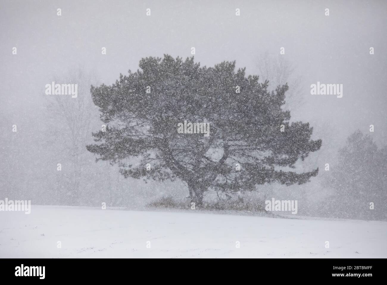 White pine tree michigan hi-res stock photography and images - Alamy