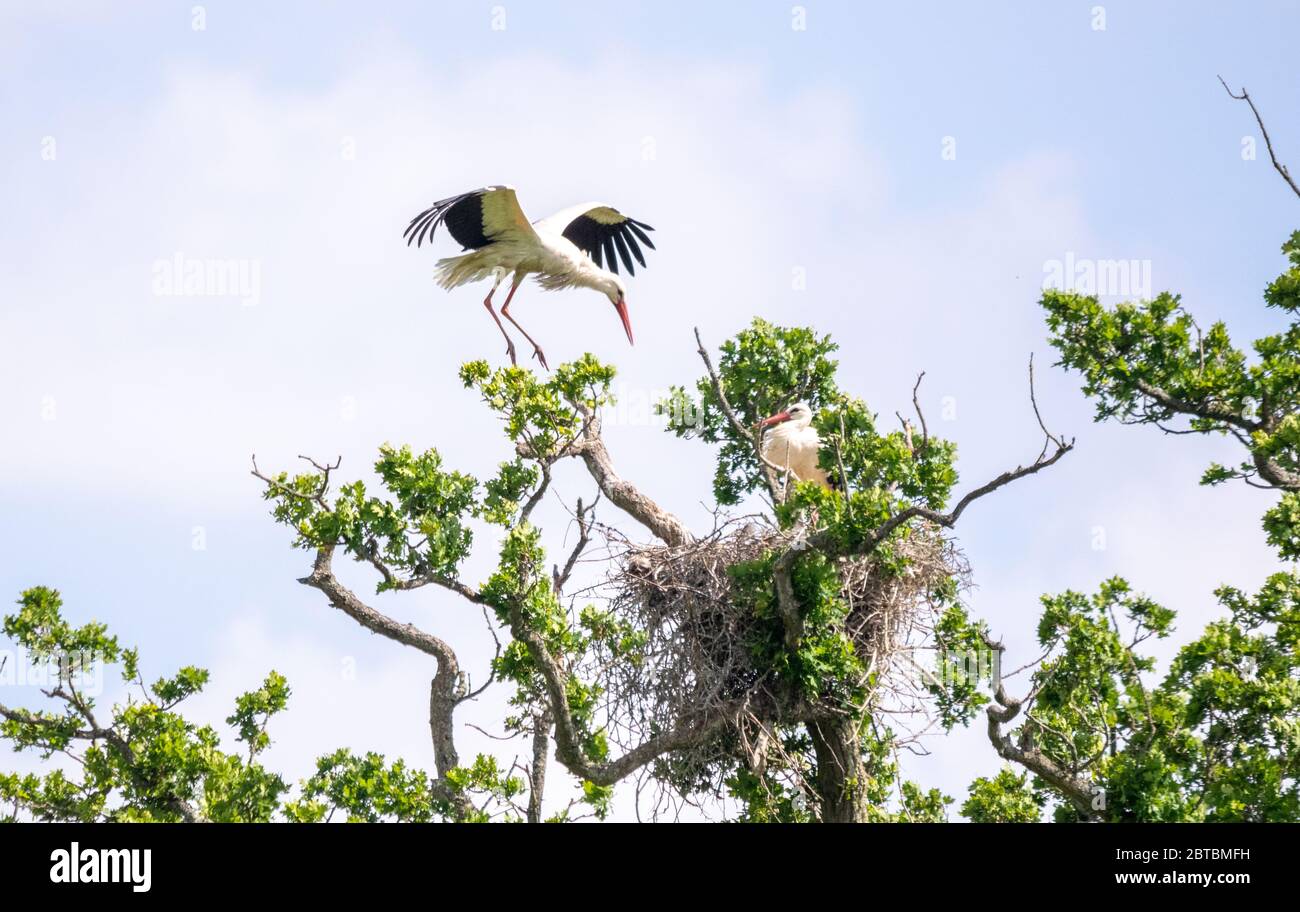 White Stork Chicks Stock Photo - Alamy