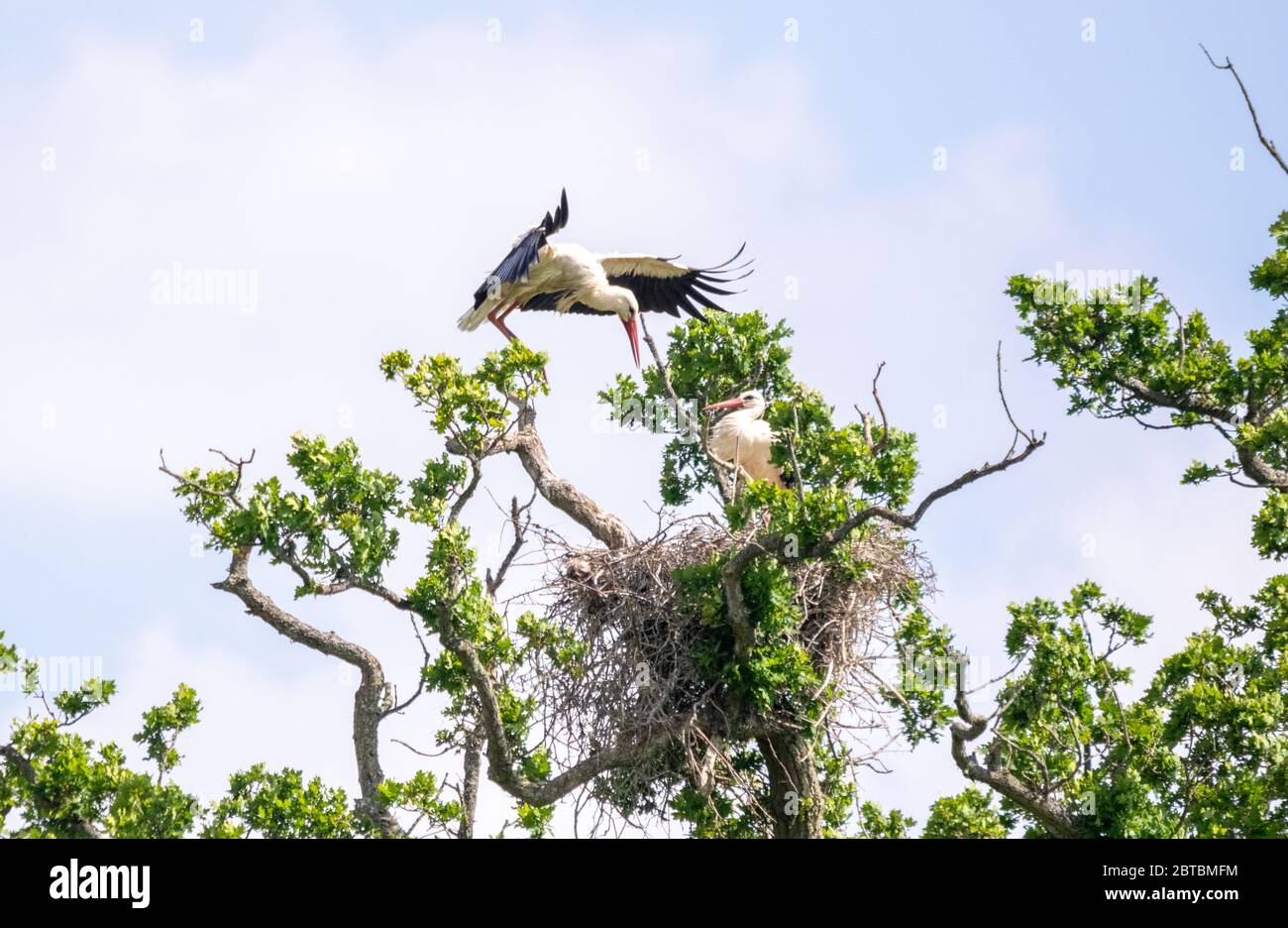 Knepp castle stork hi-res stock photography and images - Alamy