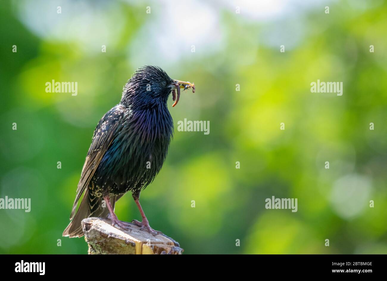 Starling with nesting materials hi-res stock photography and images - Alamy