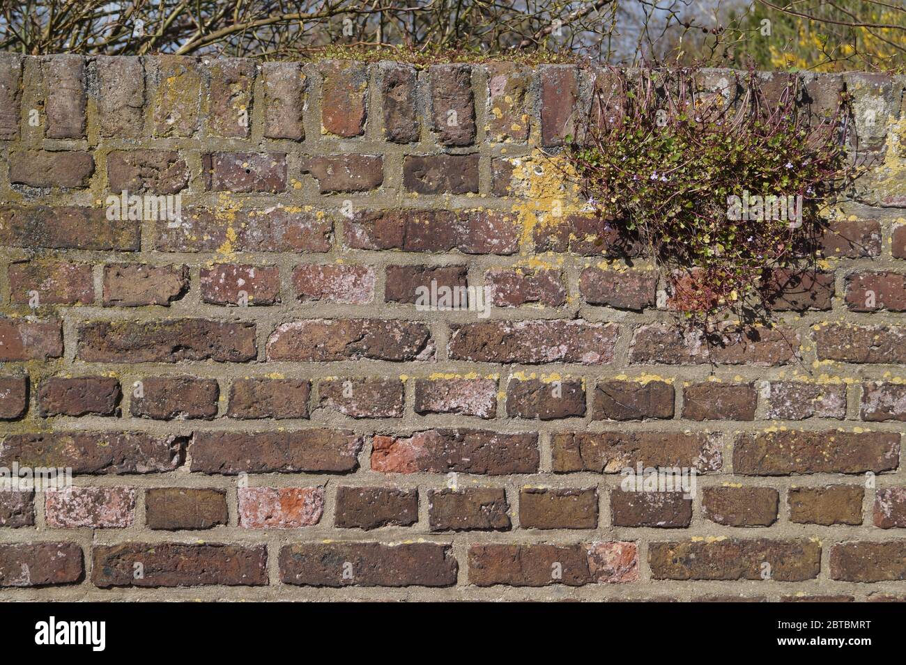 Ziegelsteine mauer hi-res stock photography and images - Alamy