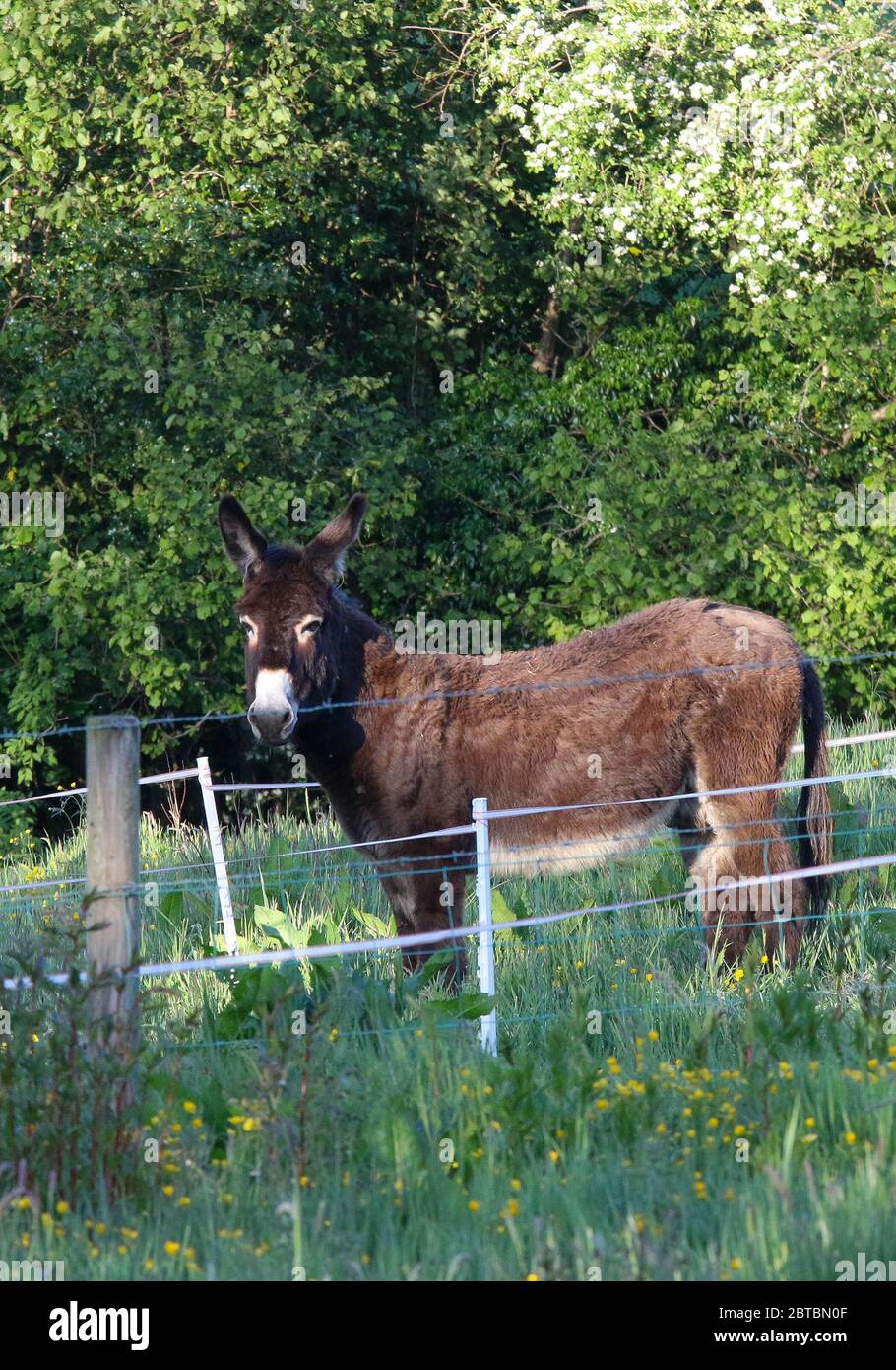 Donkey uk fence beautiful hi-res stock photography and images - Alamy