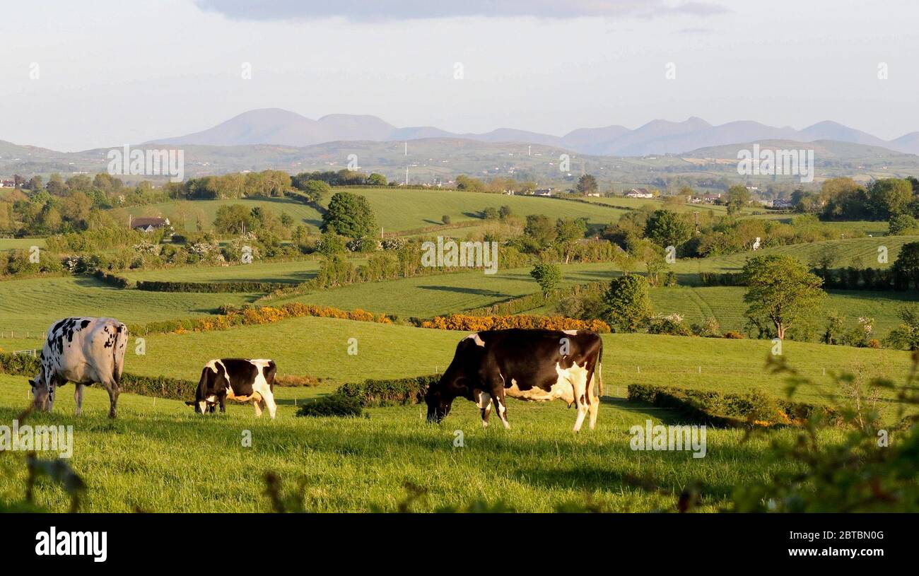 Cows mournes background hi-res stock photography and images - Alamy