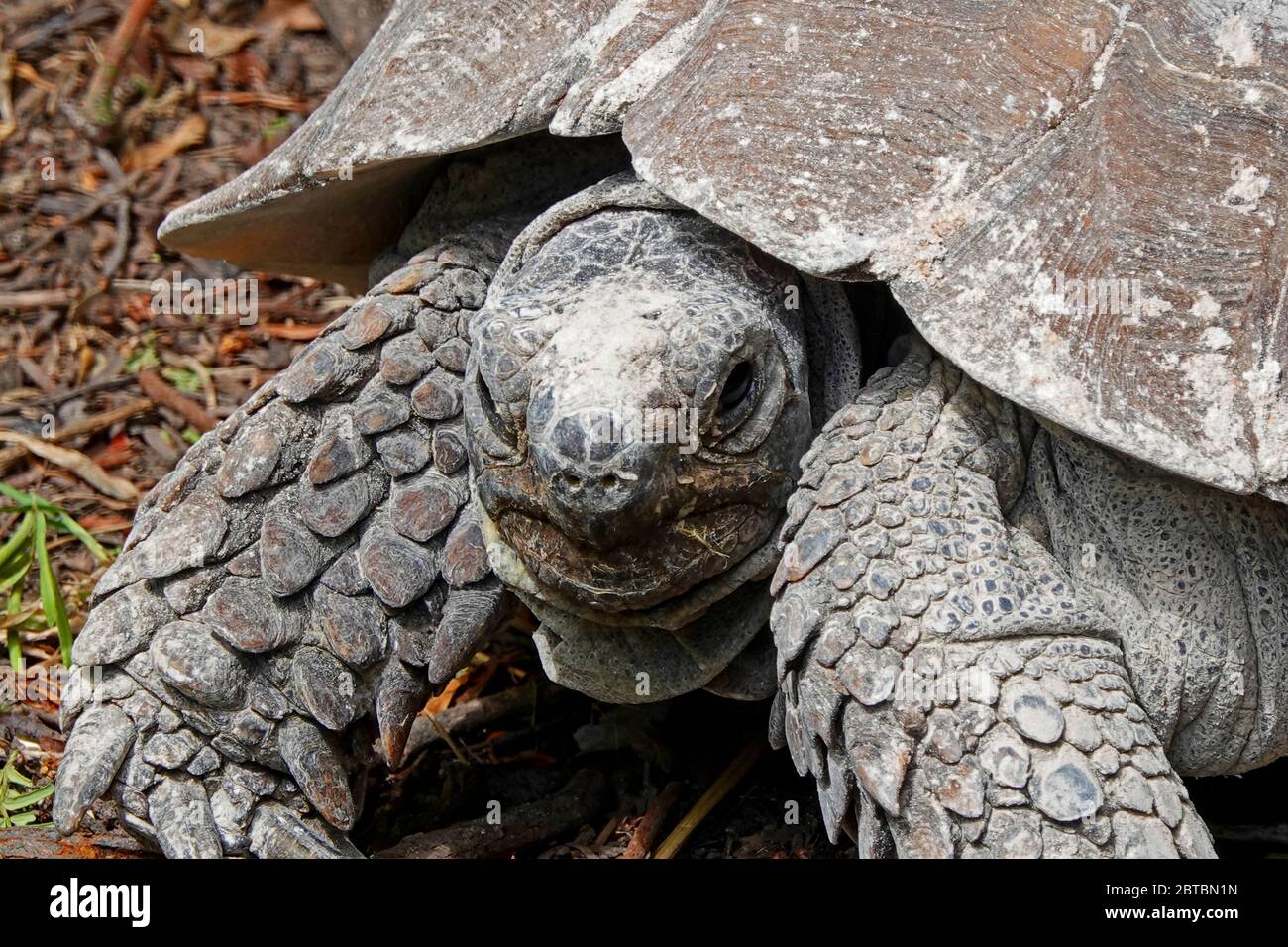 Tortoise looking hi-res stock photography and images - Alamy